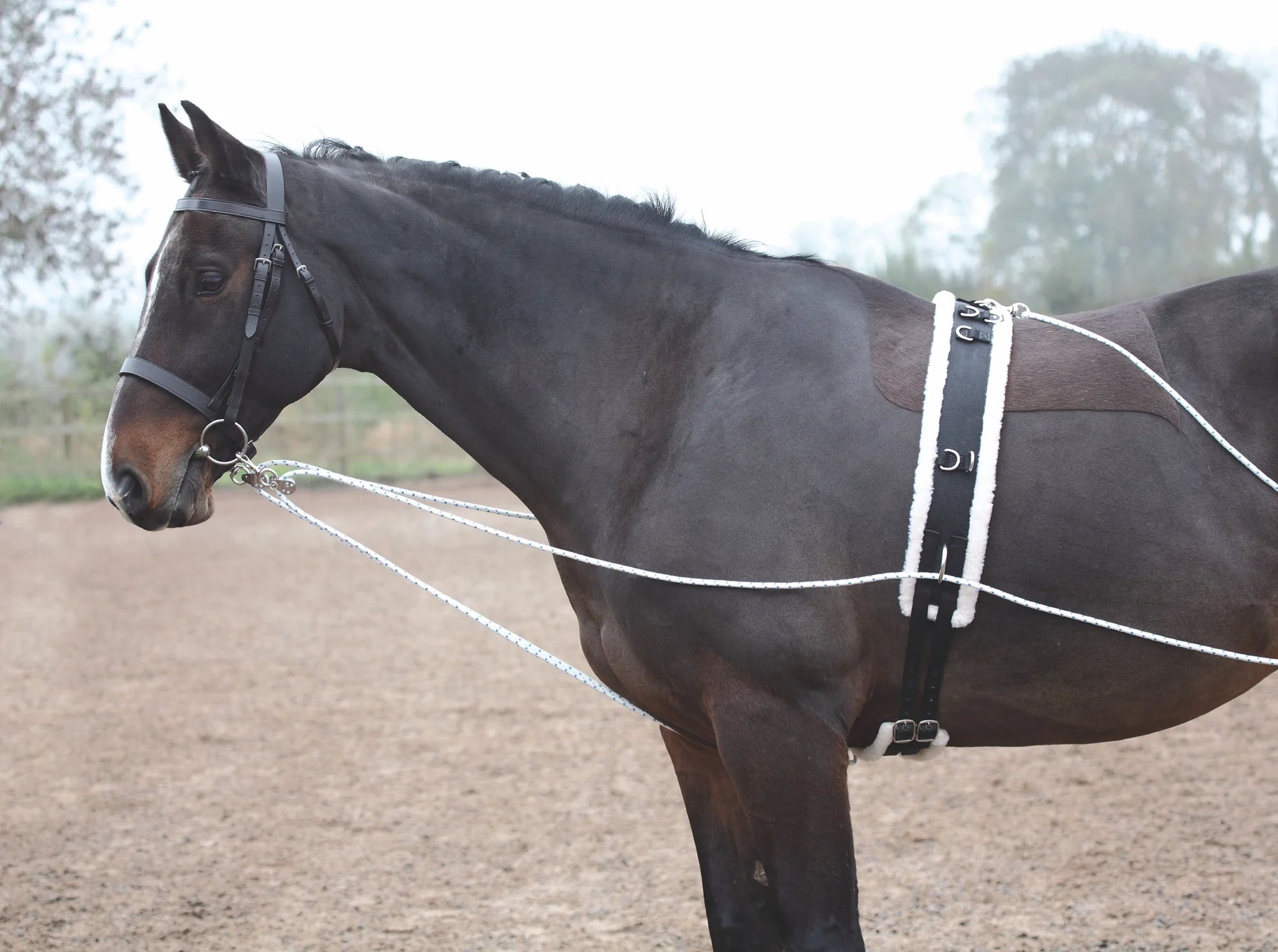 ARMA Lunging Aid - Black
